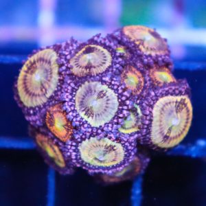 Coral Frags Canada: online coral frags for reef tanks in Canada
