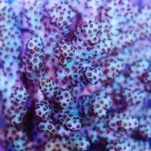 Coral Frags Canada: online coral frags for reef tanks in Canada