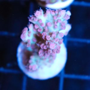 Coral Frags Canada: online coral frags for reef tanks in Canada