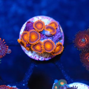 Coral Frags Canada: online coral frags for reef tanks in Canada