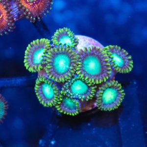 Coral Frags Canada: online coral frags for reef tanks in Canada