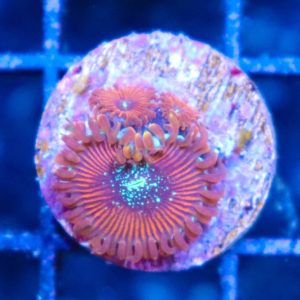 Coral Frags Canada: online coral frags for reef tanks in Canada