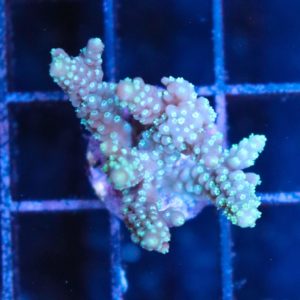 Coral Frags Canada: online coral frags for reef tanks in Canada