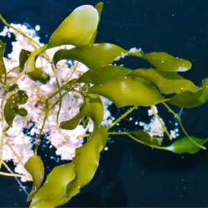 Macro Algae - Reef Tank Macro Algae For Your Refugium.