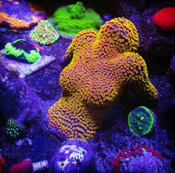 Cyphastrea Coral - Frag Box Corals