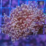 Fragbox: Canada's Best Coral Frags and Saltwater Fish Store.