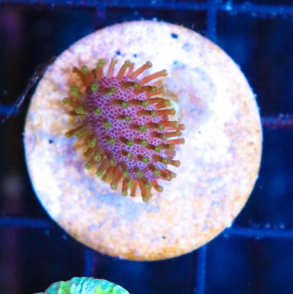 Coral Frags Canada: online coral frags for reef tanks in Canada