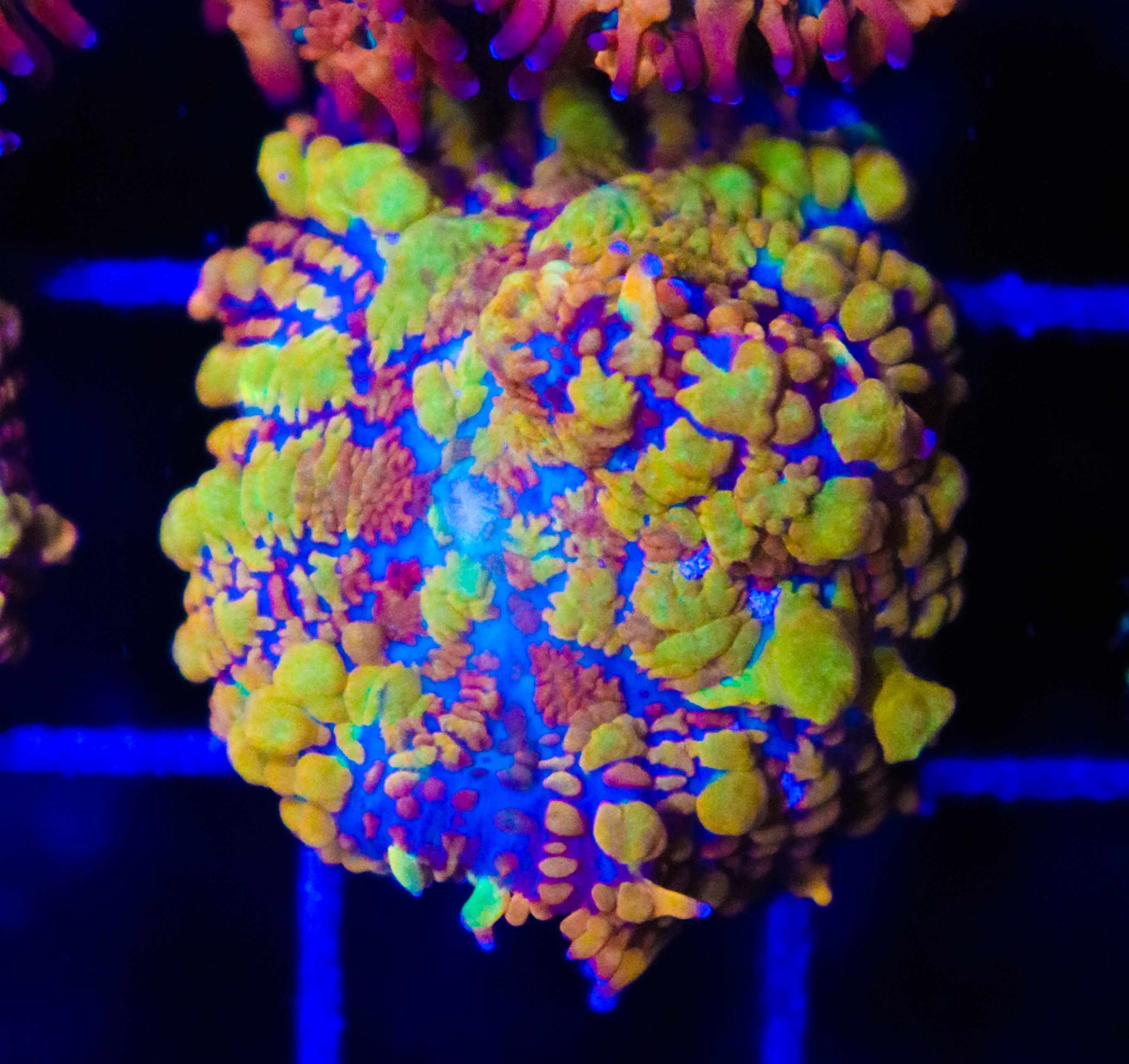 Orange Circus Bounce Mushroom - Frag Box Corals