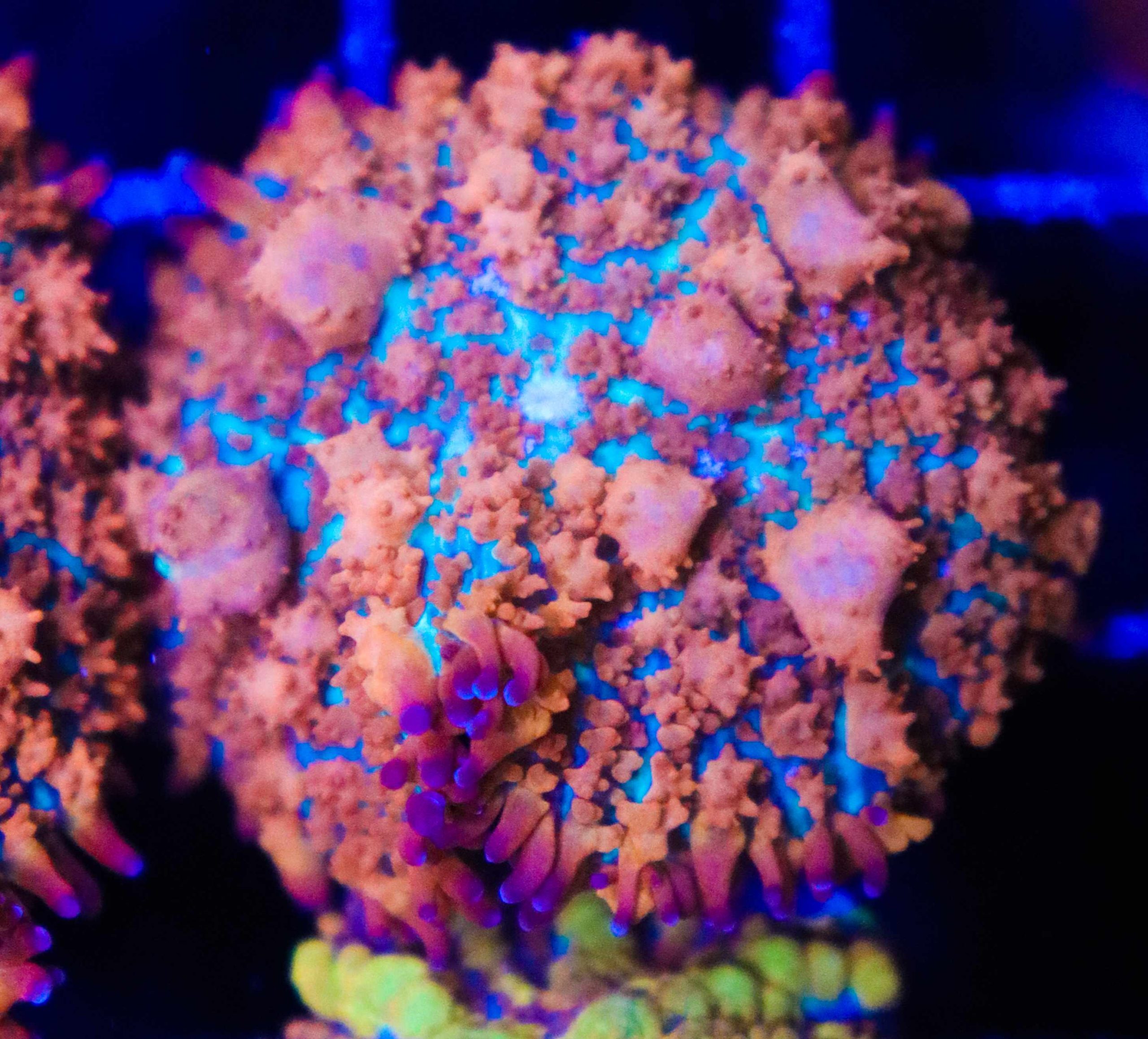 Forest Fire Bounce Mushroom - Frag Box Corals