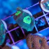 Fragbox: Canada's Best Coral Frags and Saltwater Fish Store.