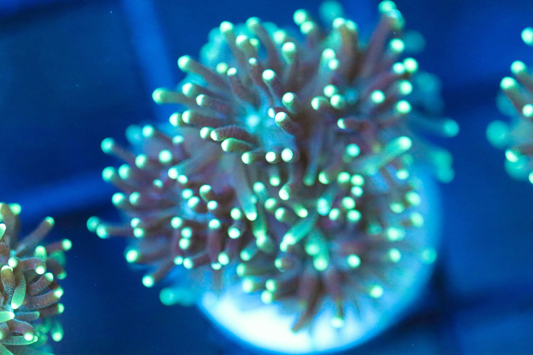 Green Galaxea Coral - Frag Box Corals