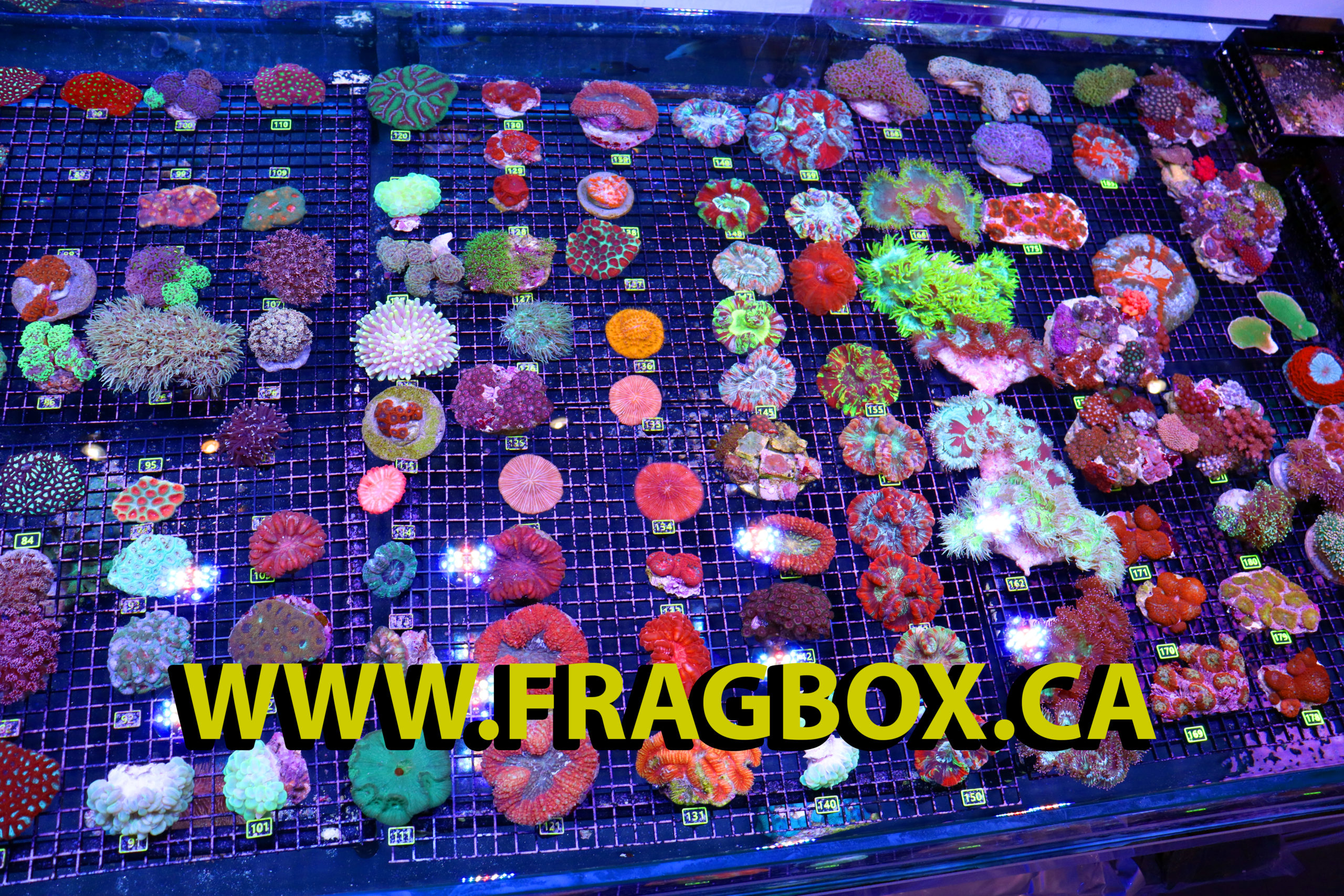 Indonesian Coral Farm - Frag Box Corals