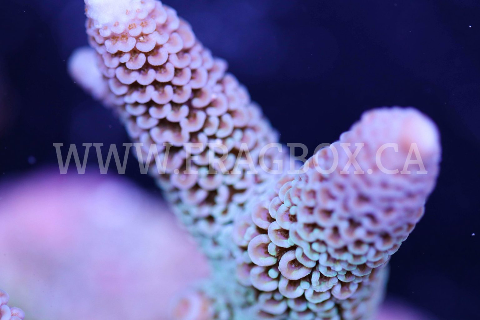Acropora Aspera - Frag Box Corals