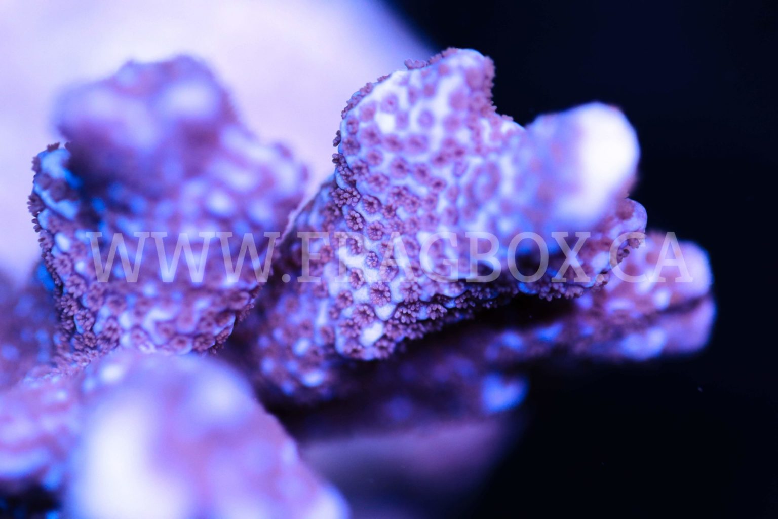 Blue Montipora Digitata - Frag Box Corals