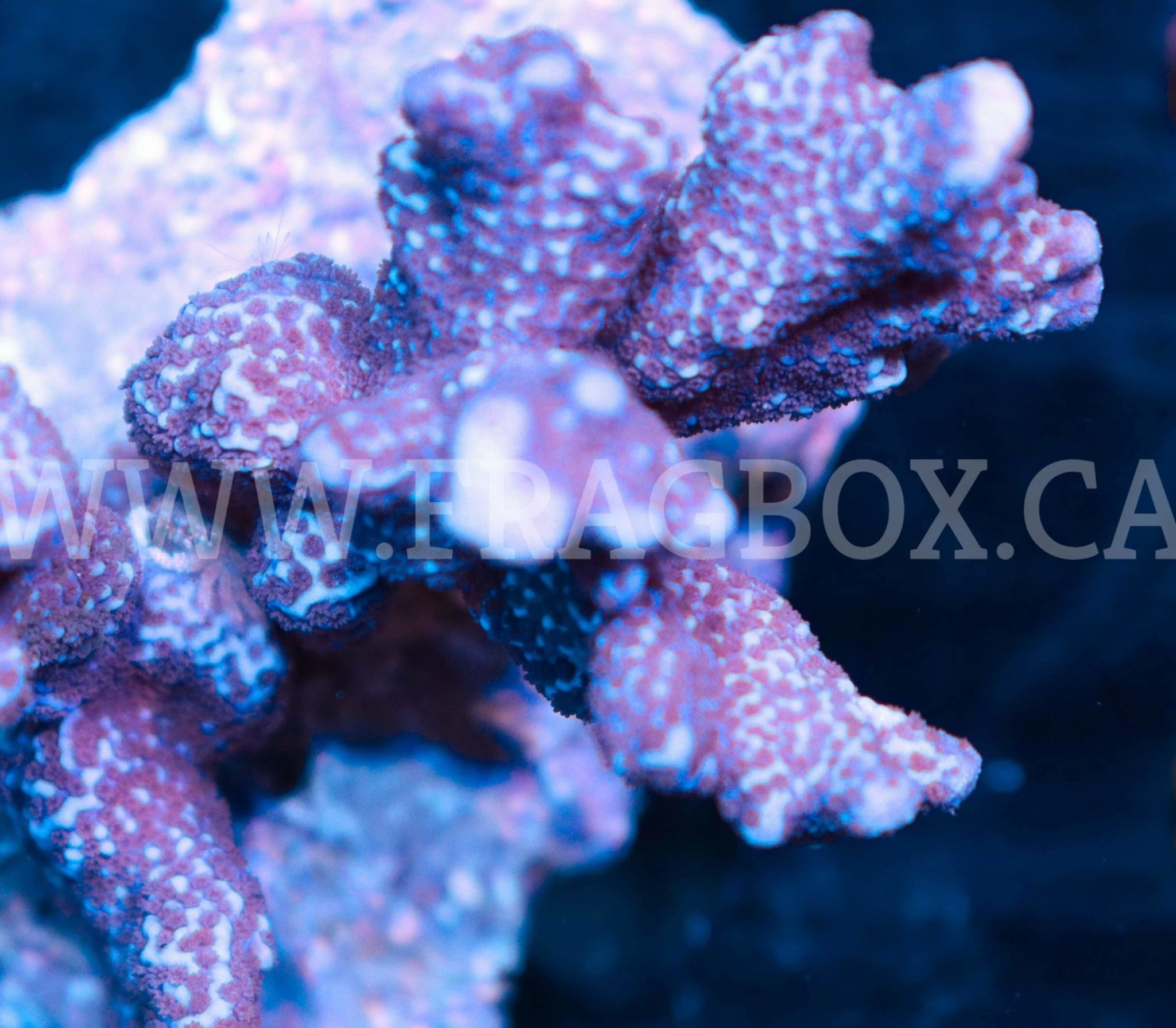 Blue Montipora Digitata - Frag Box Corals
