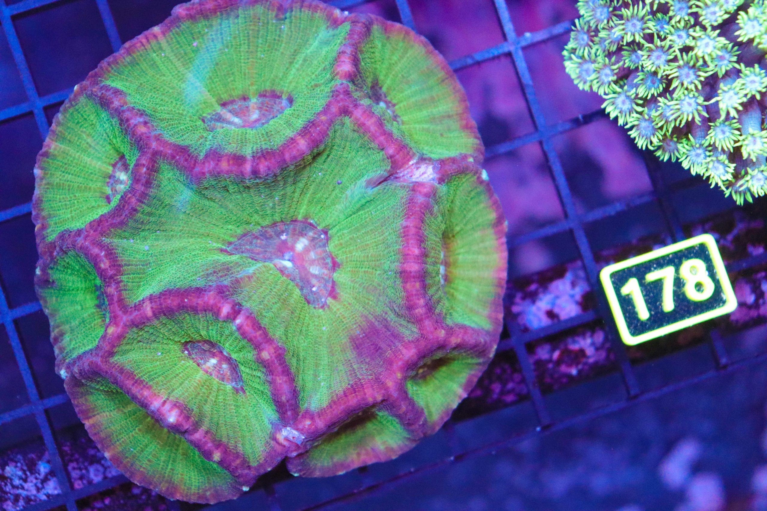 Latistella Moseleya - Frag Box Corals