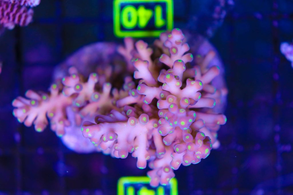 Deepwater Acropora - Frag Box Corals