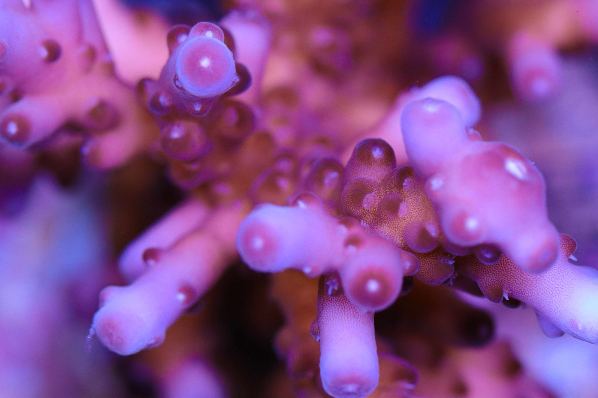 Purple Deepwater Acropora - Frag Box Corals