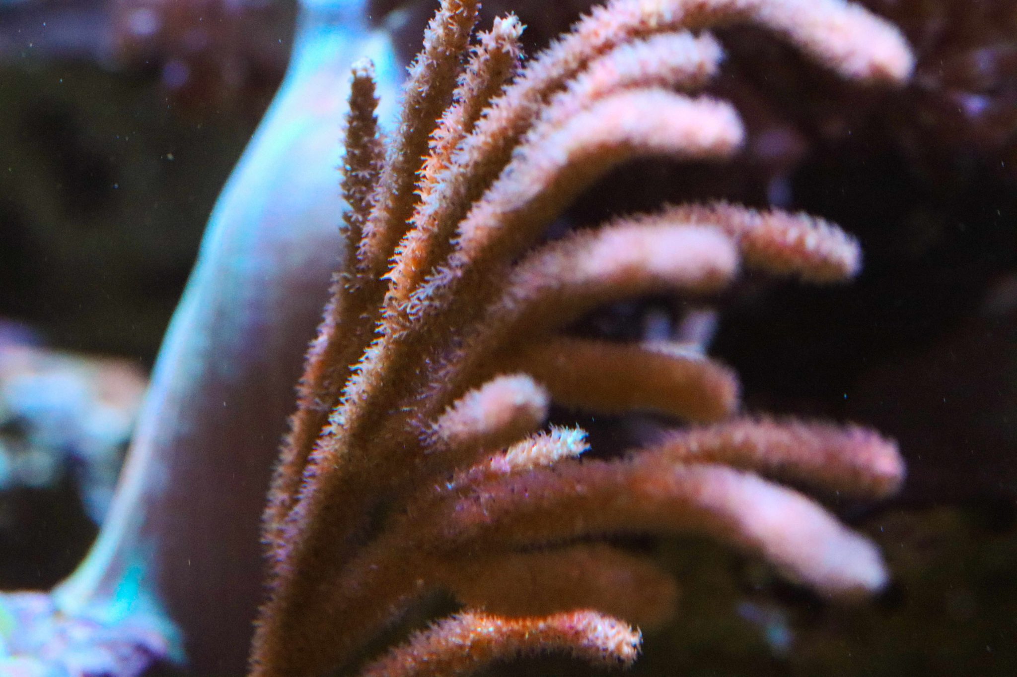Rusty Photosynethic Gorgonian Frag - Frag Box Corals