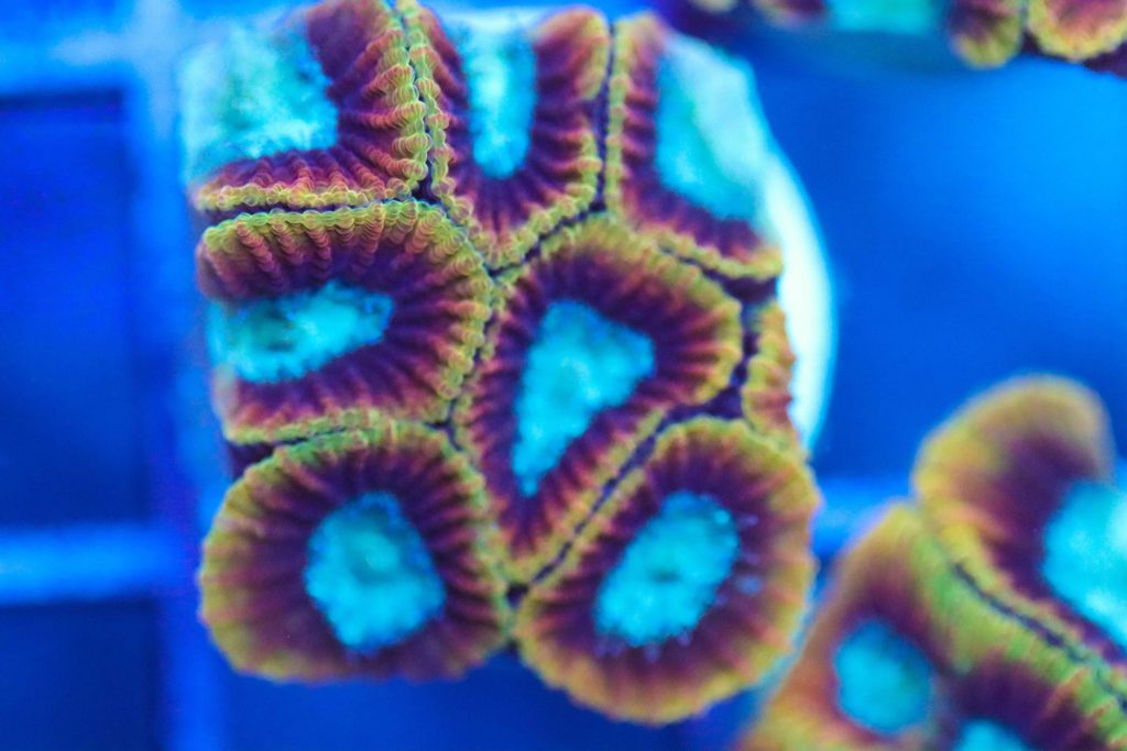 Ultron Favia - Frag Box Corals