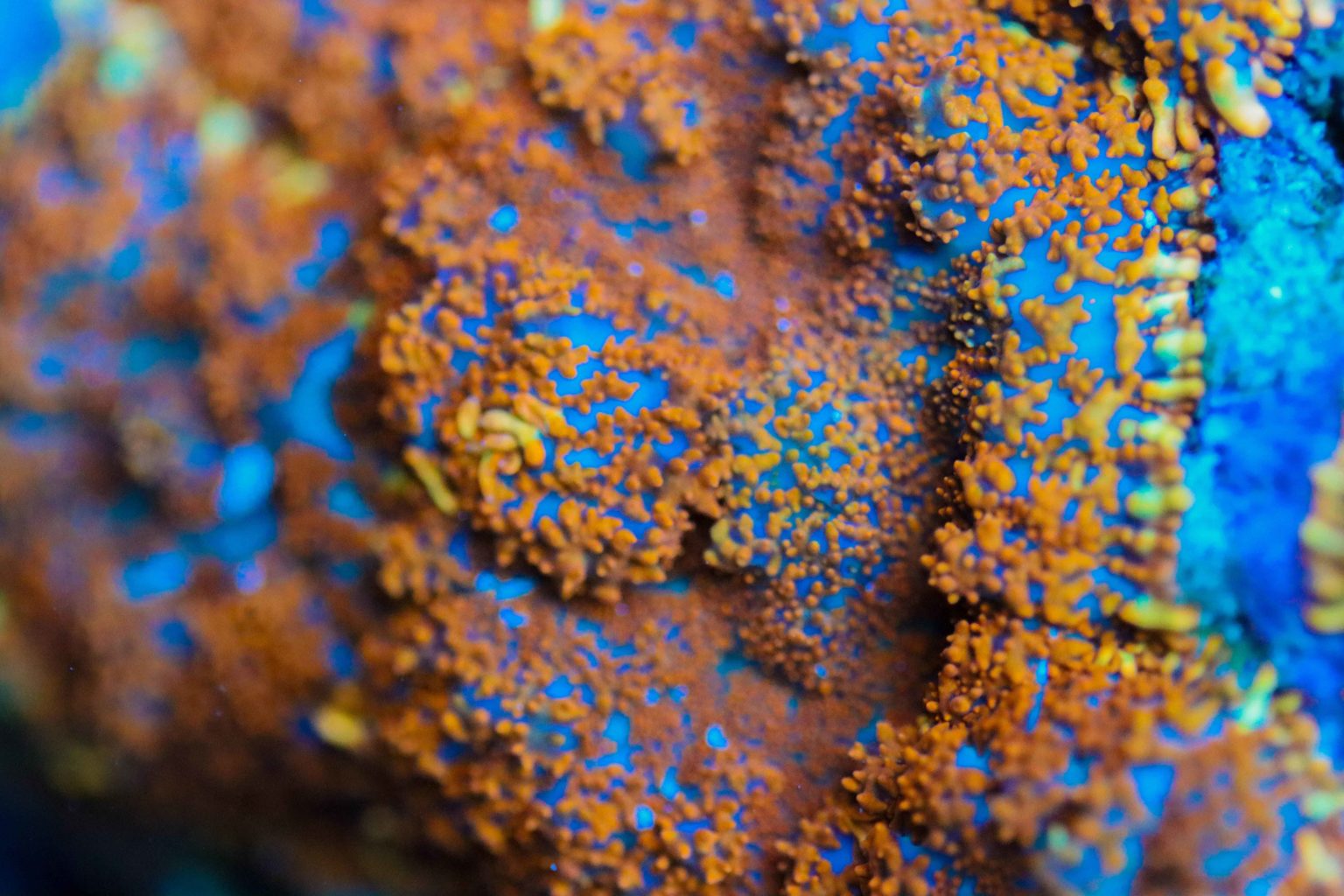 Rhodactis Mushroom - Frag Box Corals