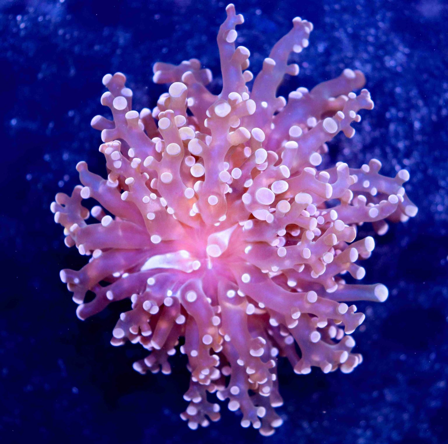 Orange Branching Indonesian Frogspawn - Frag Box Corals