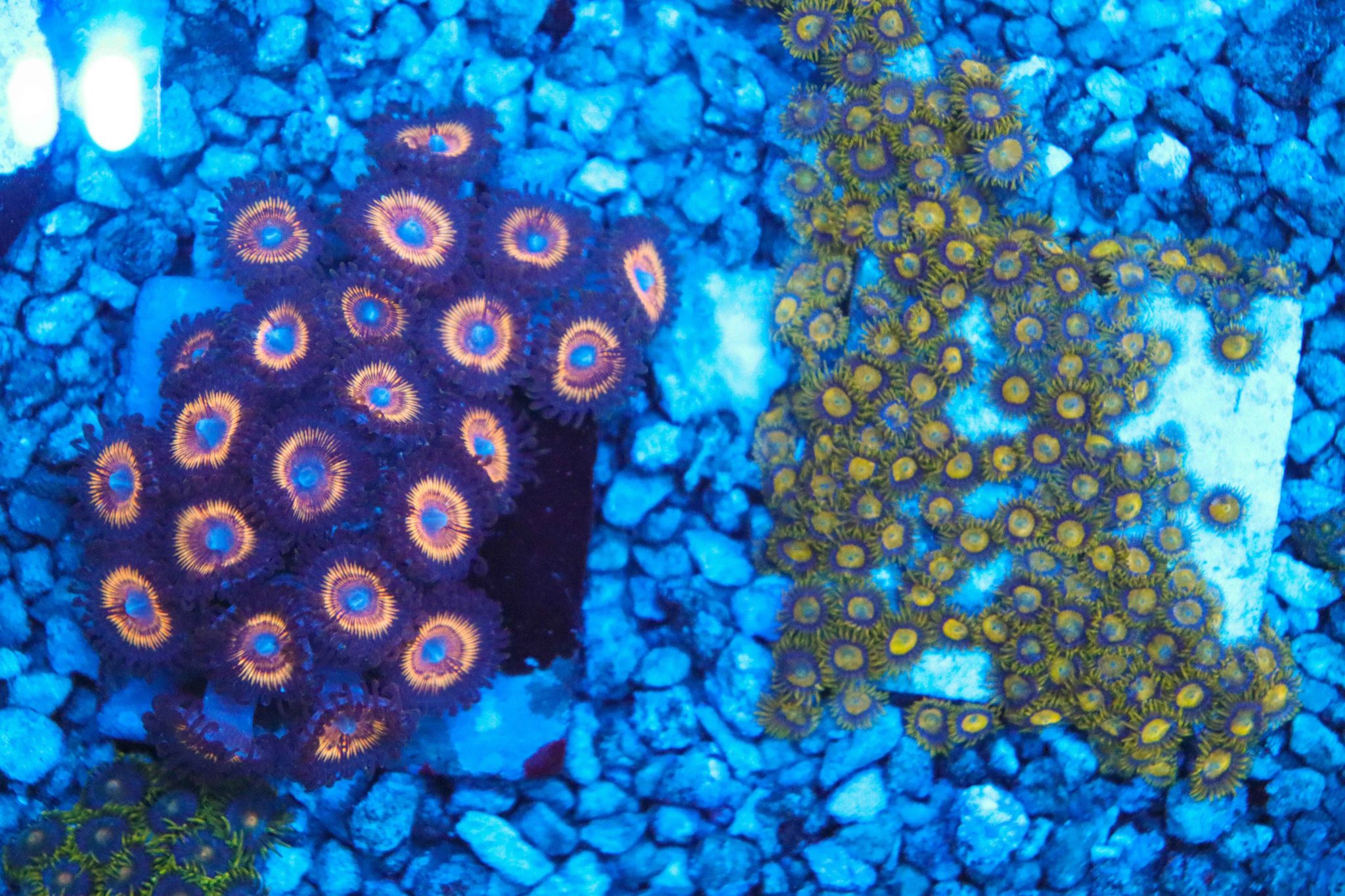 Difference Between Zoas and Palys - Frag Box Corals