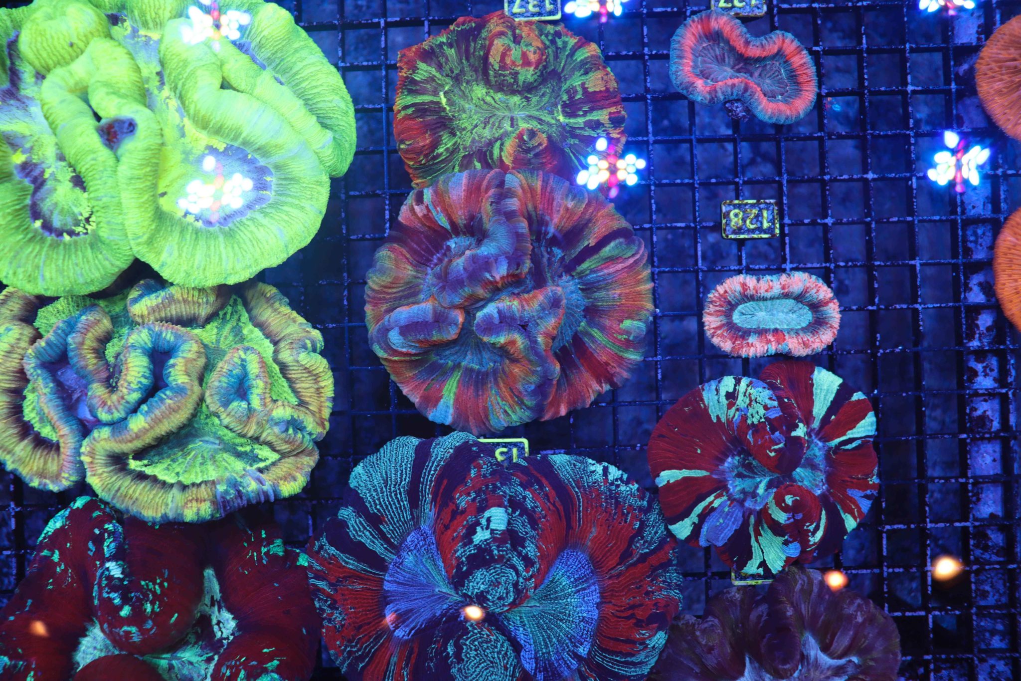 Open Brain Coral Care - Frag Box Corals