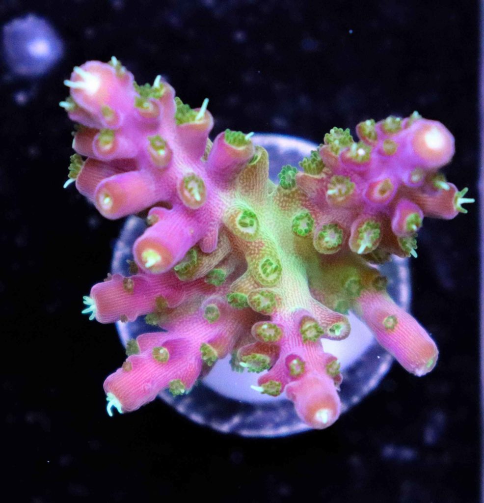 RR Rainbow Loom - Frag Box Corals