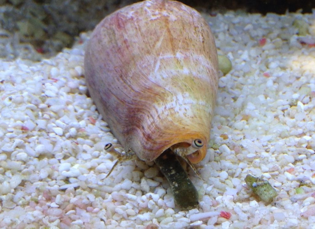 Strawberry Conch - Frag Box Corals