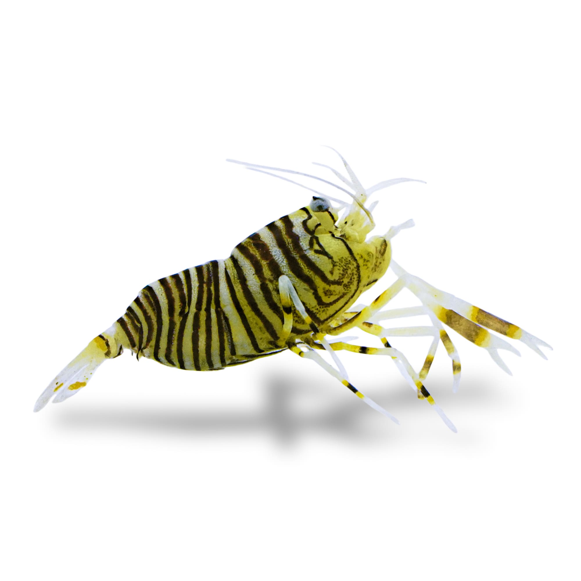 Bumblebee Shrimp - Frag Box Corals