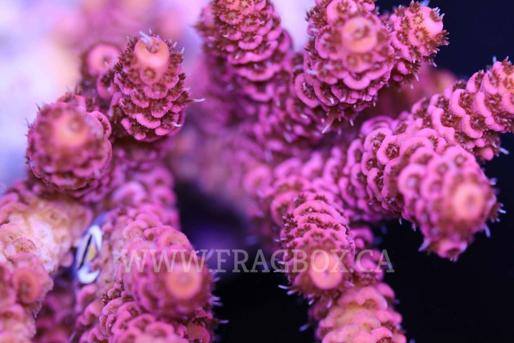 Pink Acropora Millepora - Frag Box Corals