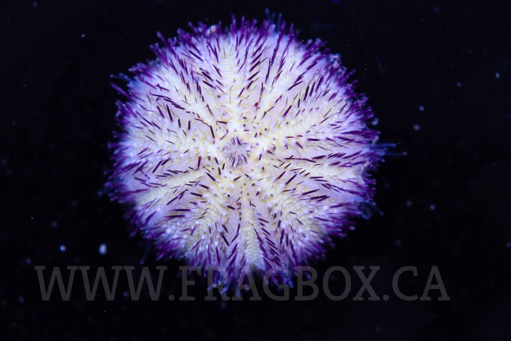 Blue Purple Pin Cushion - Frag Box Corals