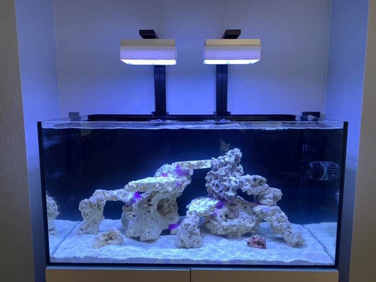 ai hydra 32 hd - Frag Box Corals