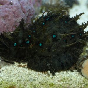 Sea Hare - Frag Box Corals