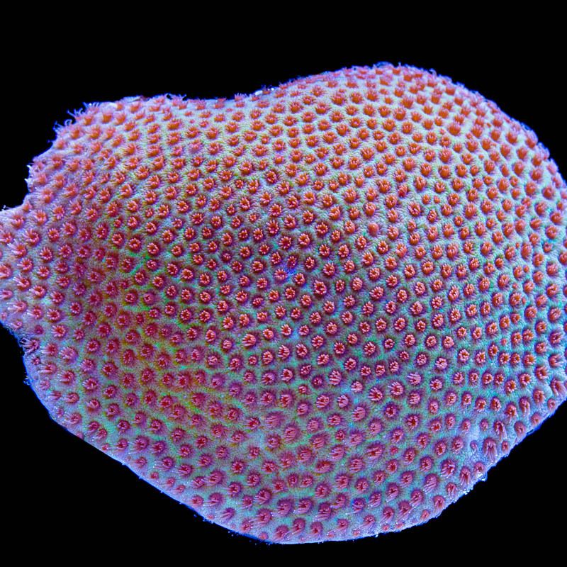 Porites Coral - Frag Box Corals