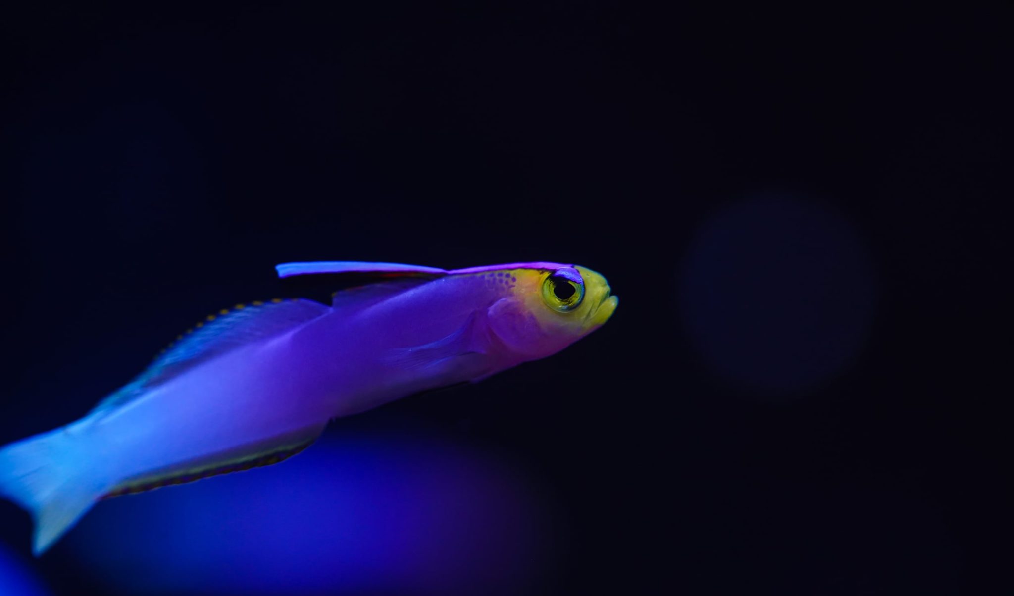 Helfrichi Firefish - Frag Box Corals