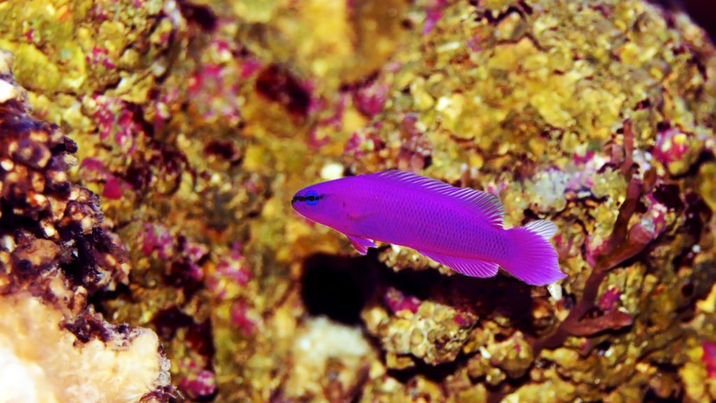 Orchid Dottyback - Frag Box Corals