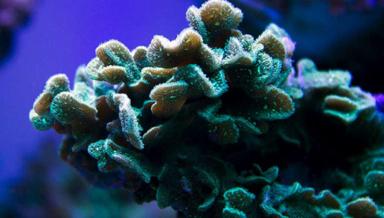 Pavona Coral - Frag Box Corals