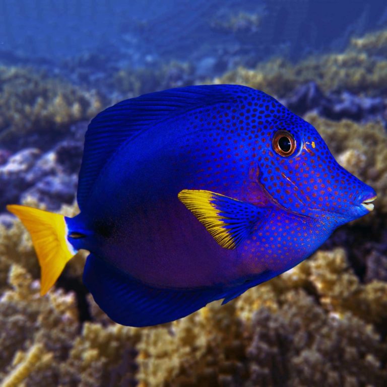 Purple Tang - Frag Box Corals