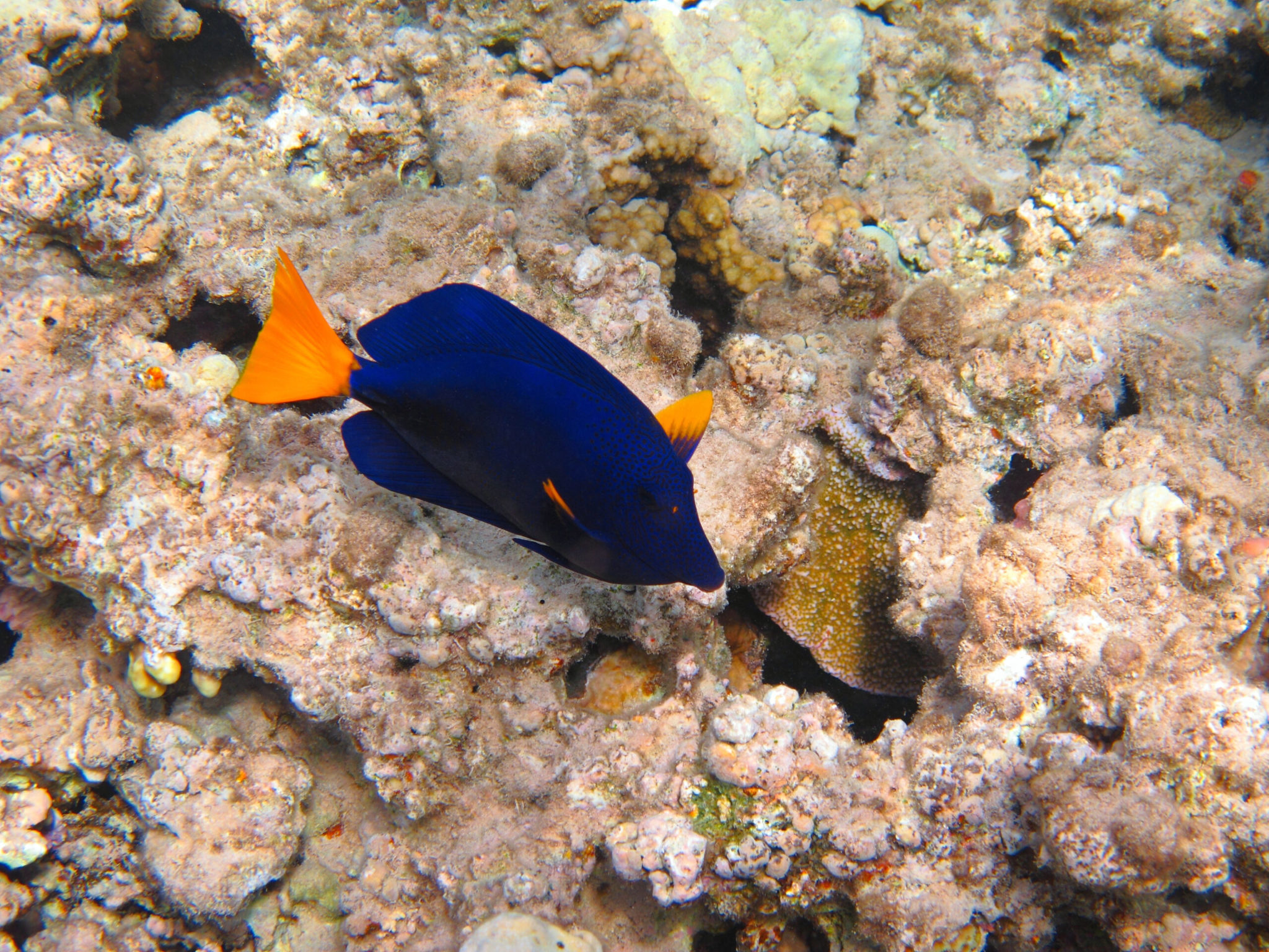 Purple Tang - Frag Box Corals