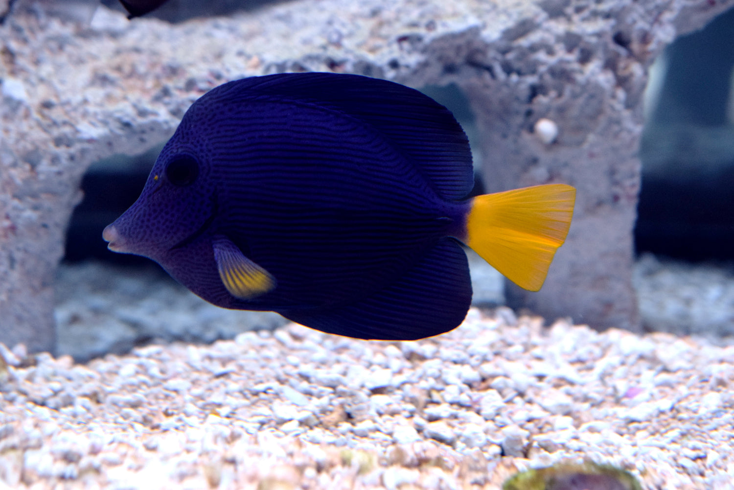 Purple Tang - Frag Box Corals