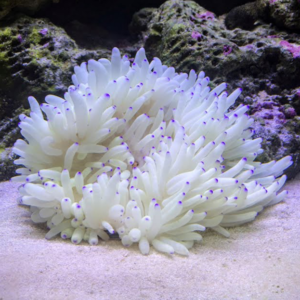 Sebae Anemone - Frag Box Corals