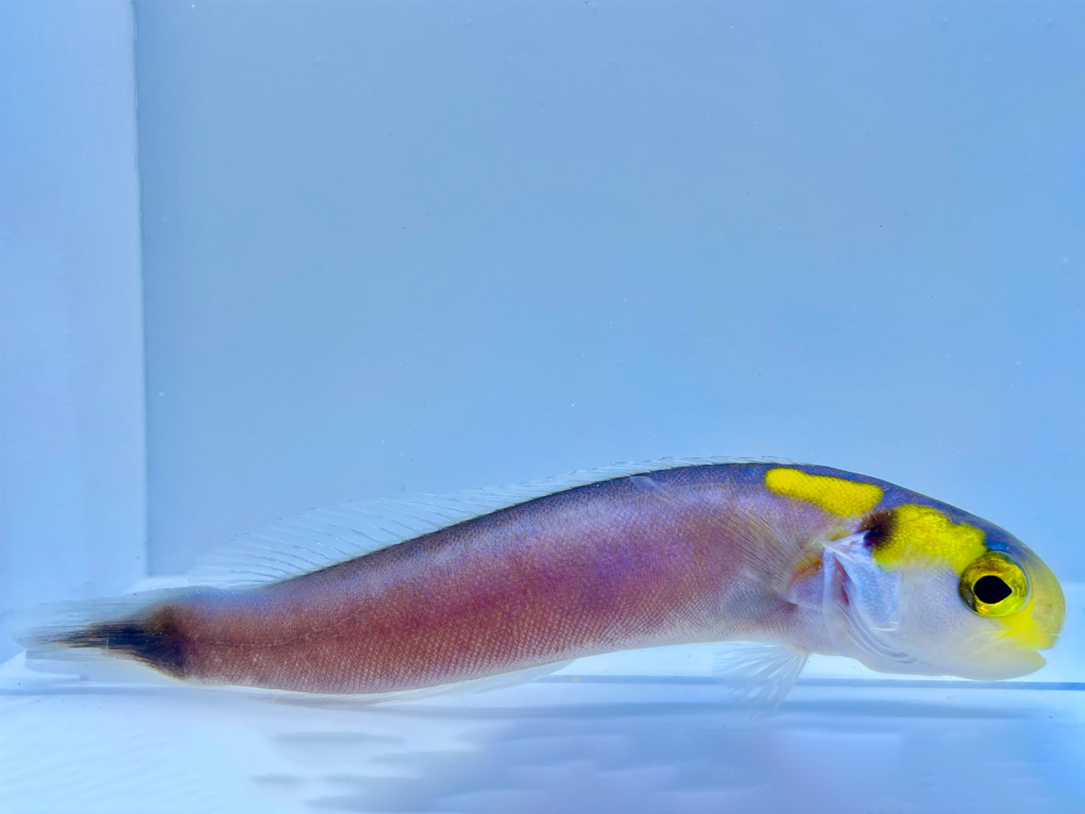 Yellow Head Tile Fish (Hoplolatilus Luteus) - Frag Box Corals