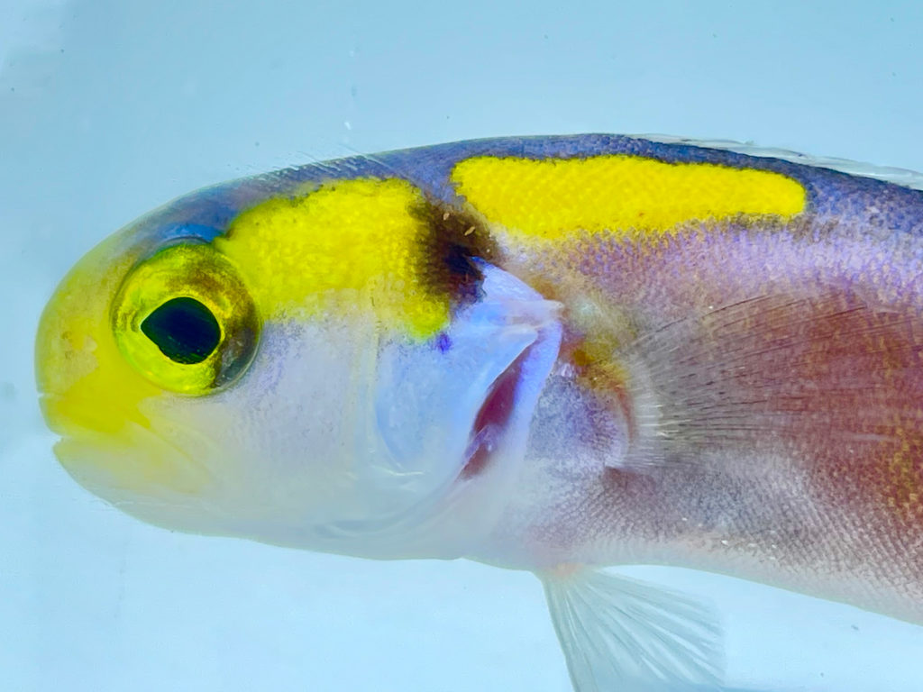 Yellow Head Tile Fish (Hoplolatilus Luteus) - Frag Box Corals