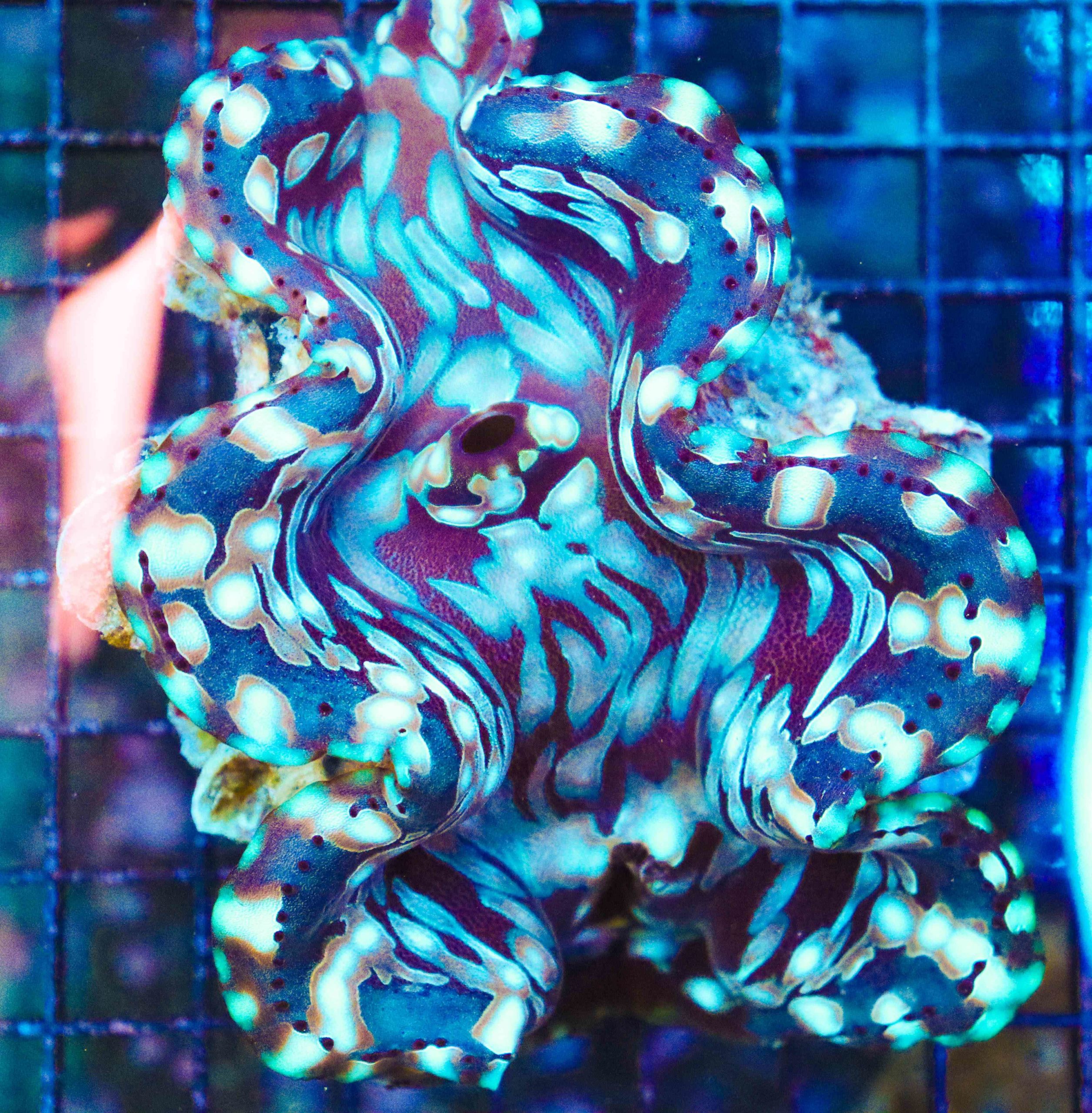 Large Squamosa Clam - Frag Box Corals