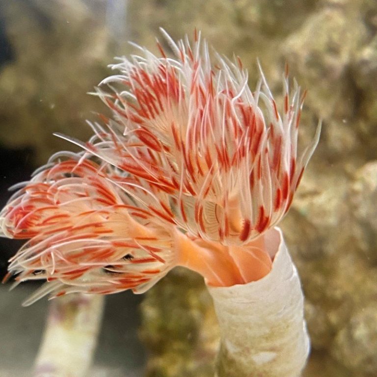 Coco Worm - Frag Box Corals