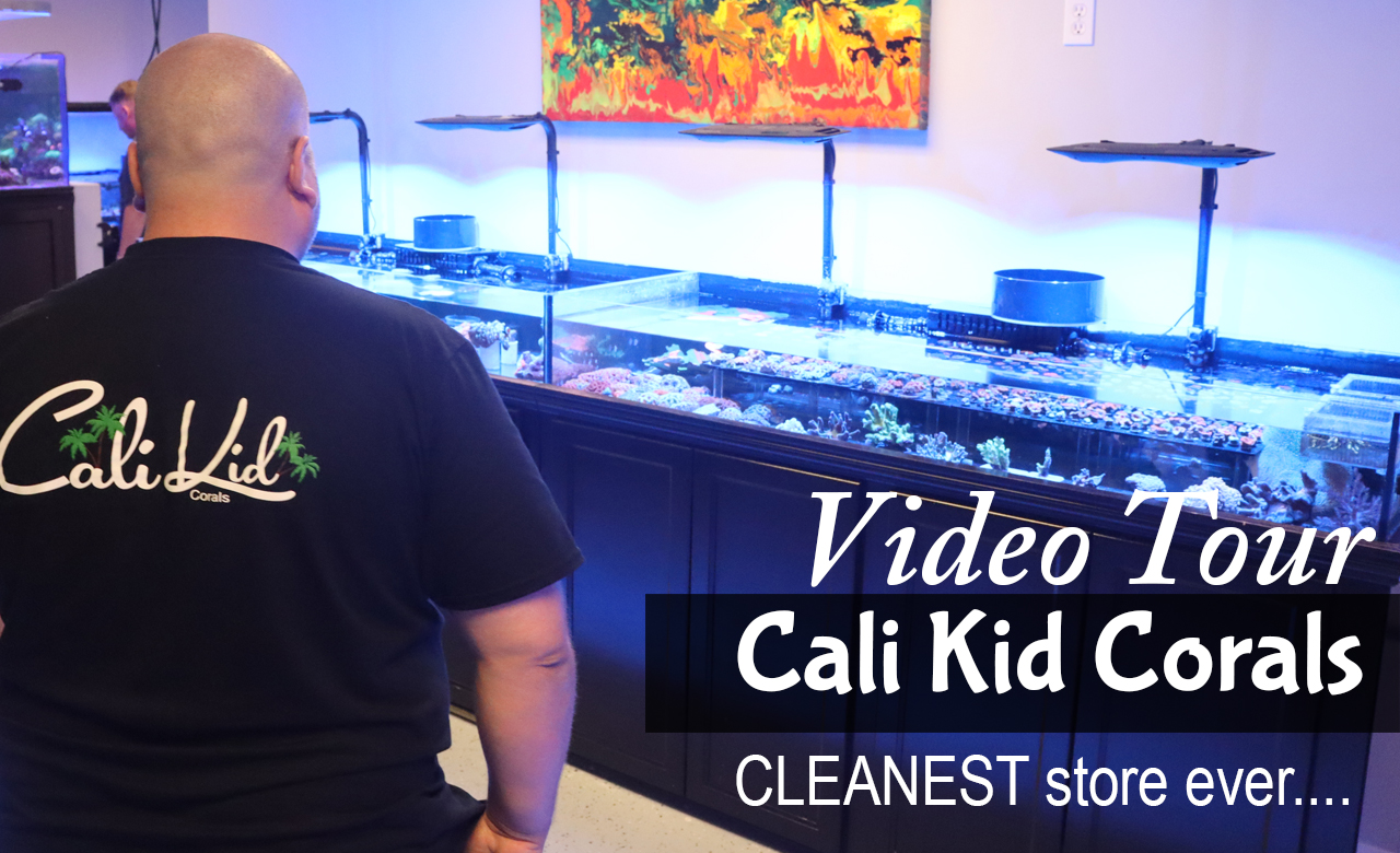 Cali Kid Corals - Frag Box Corals