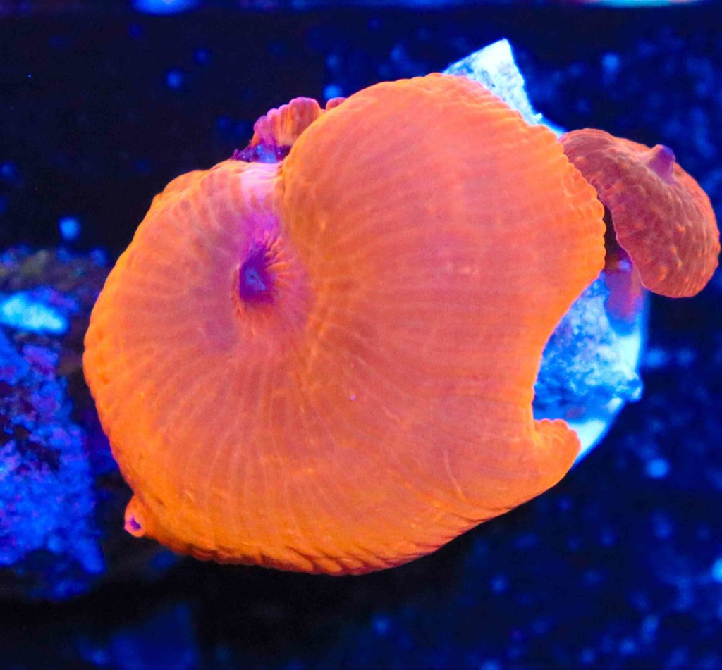 Afterburner Mushroom Frag - Frag Box Corals