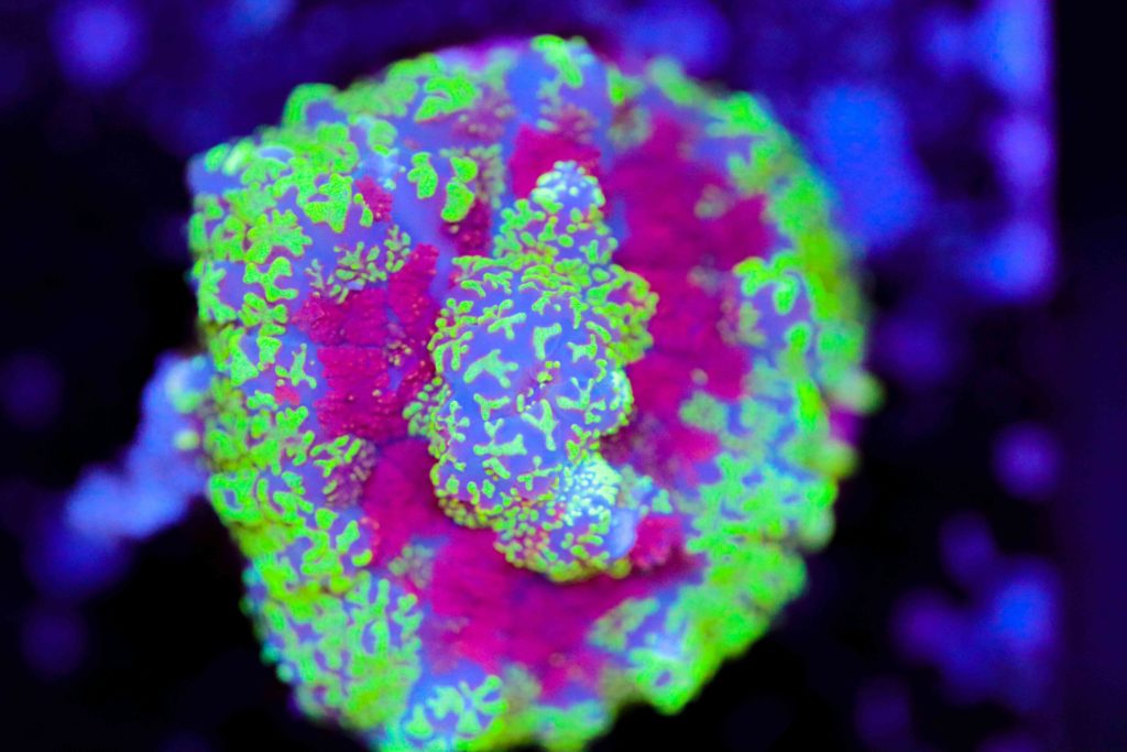 Magic Genie Mushroom Coral - Frag Box Corals